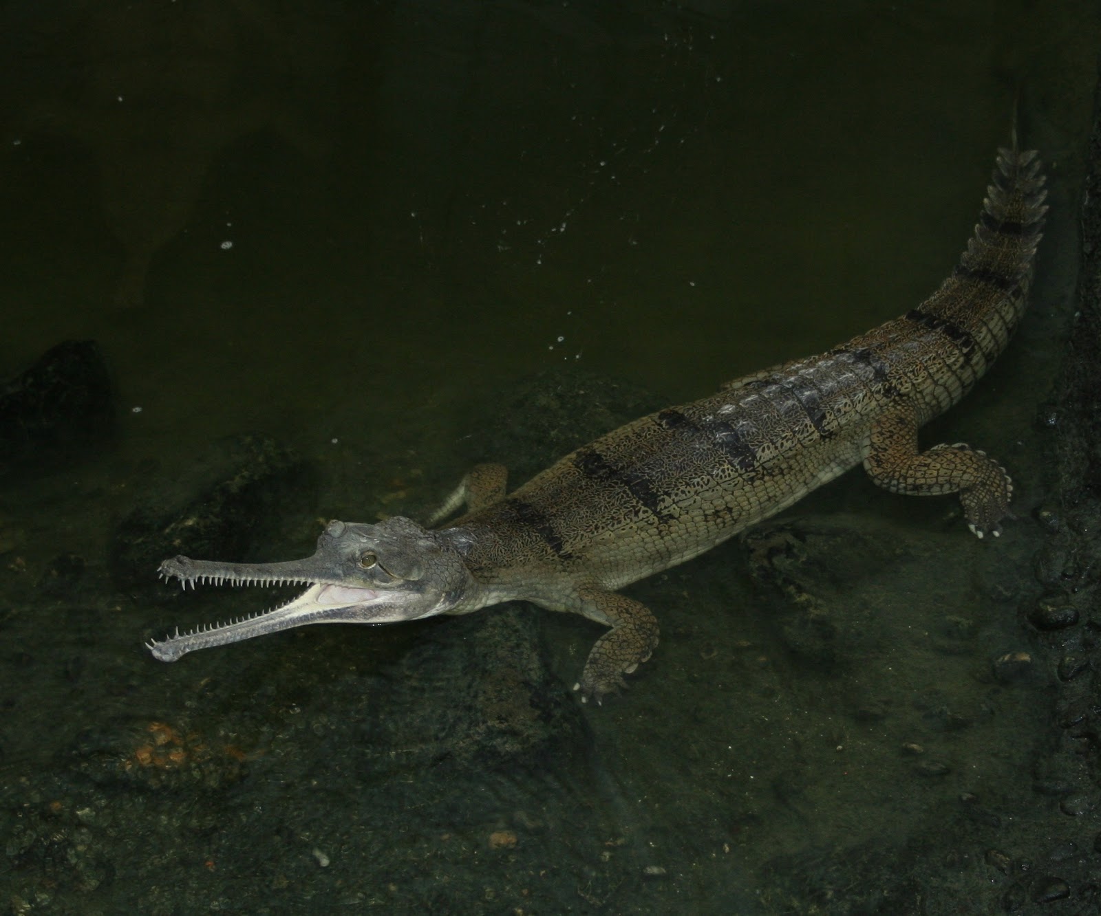 Animais com vida pela frente: Gavial